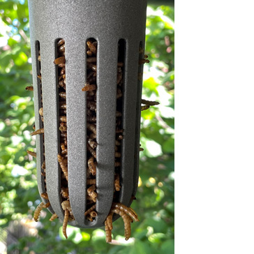 Mehlwürmer-Futterstelle | Gartenbedarf-Versand, Richard Ward